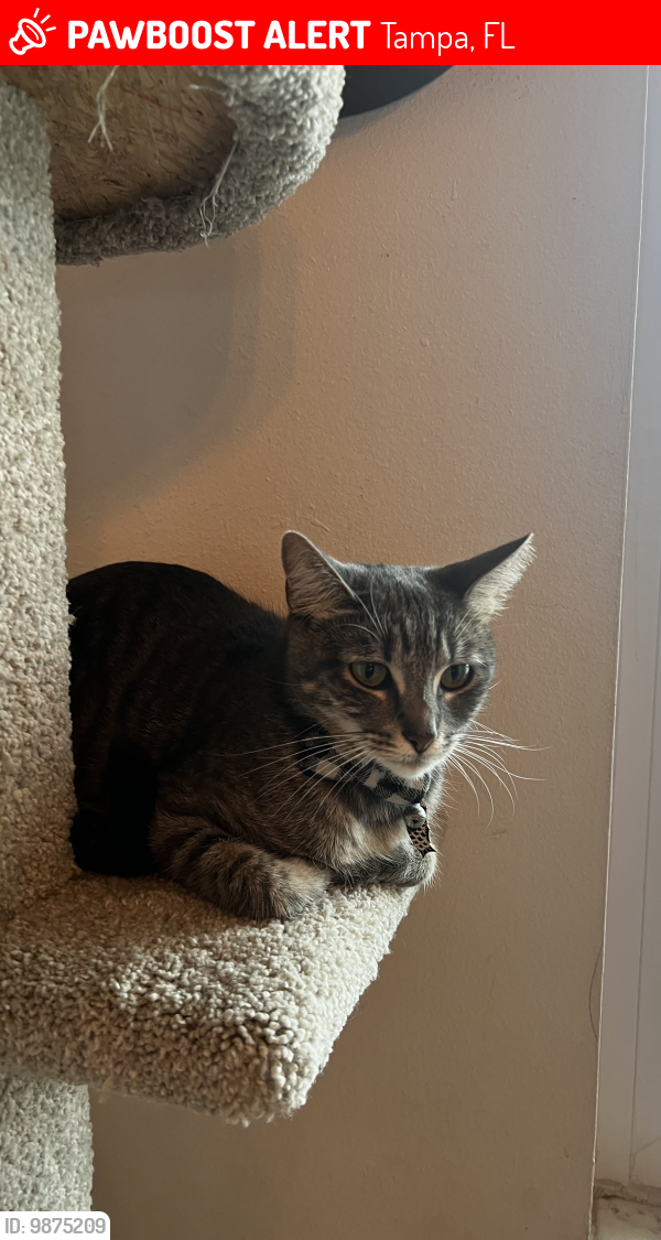 Tampa, FL Lost Female Cat, Liza Is Missing | PawBoost