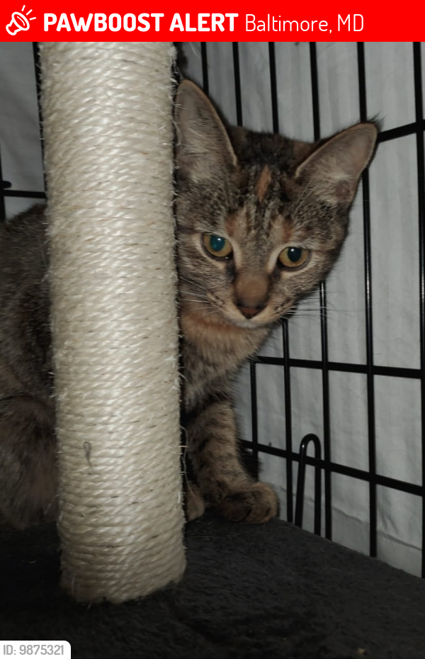 Baltimore, MD Lost Female Cat, Skylar / Missy Is Missing | PawBoost