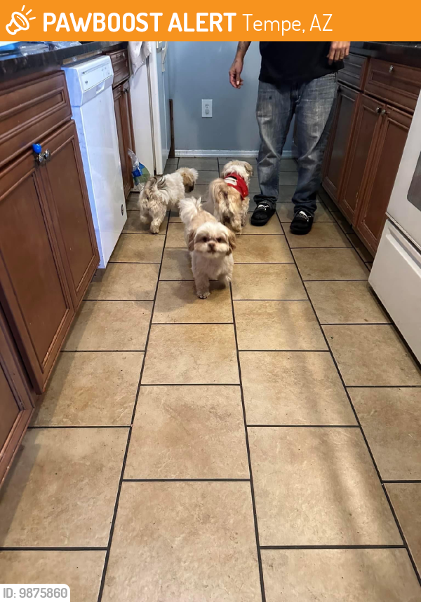 Tempe, AZ Stray Dog Found Near Scottsdale Rd @ Curry | PawBoost