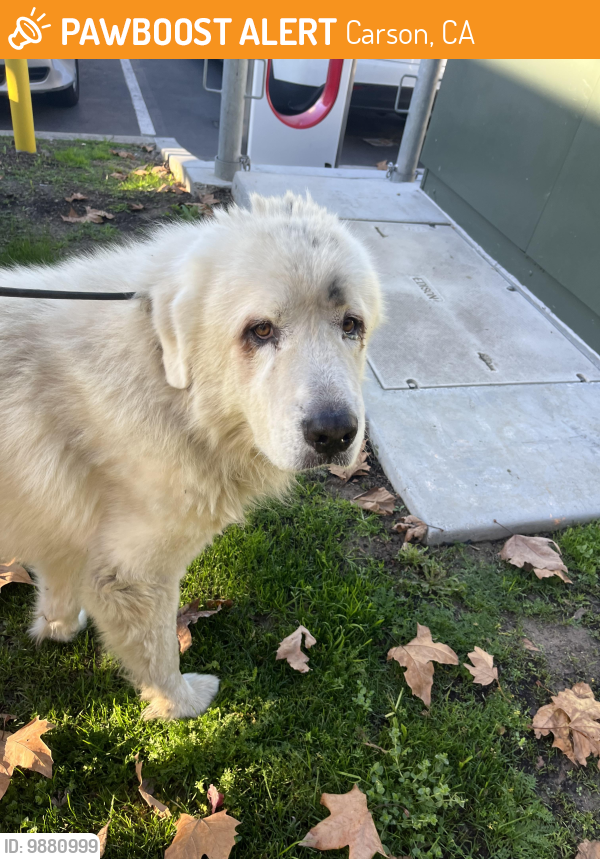 Carson, CA Stray Male Dog Found Near annalee Ave elsmere Dr | PawBoost