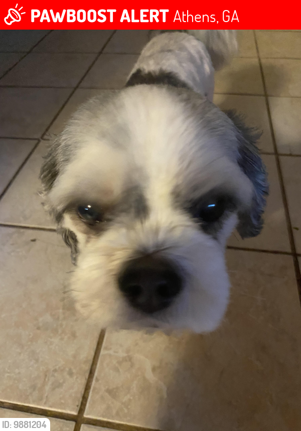 Athens, GA Lost Male Dog, Dokey Is Missing | PawBoost