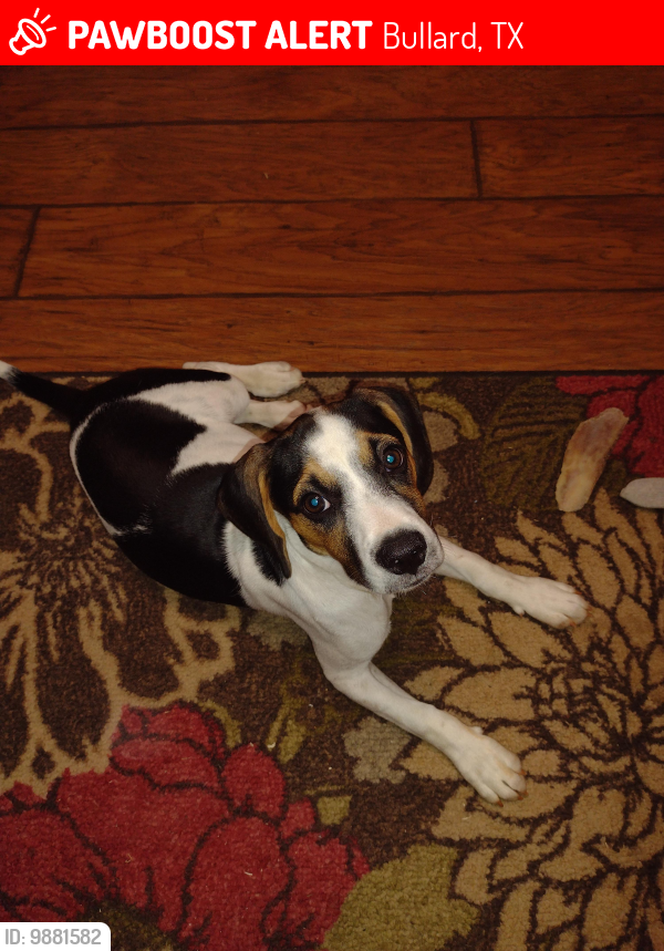 Bullard, TX Lost Female Dog, Dottie Is Missing | PawBoost