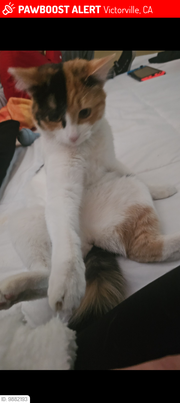 Victorville, CA Lost Female Cat, Too Face Is Missing | PawBoost