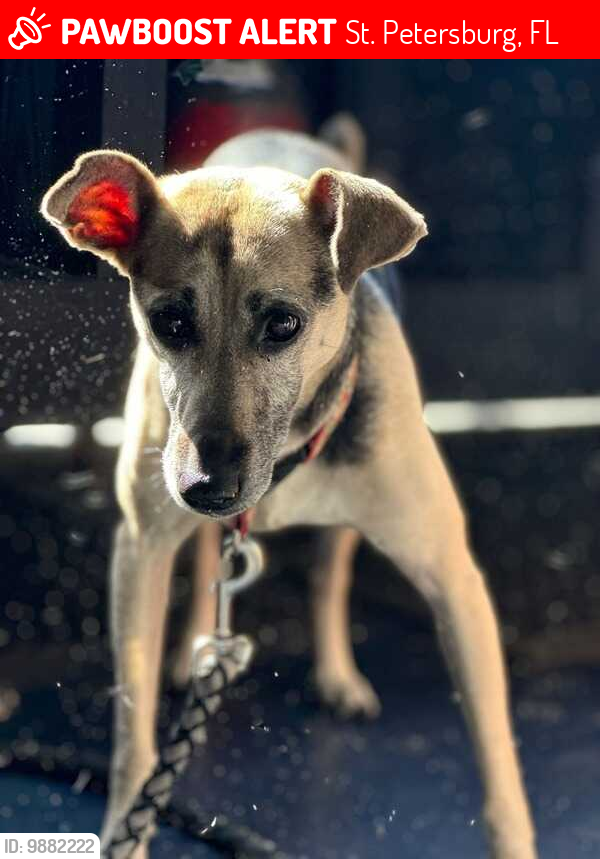 St. Petersburg, FL Lost Female Dog, Shiloh Is Missing | PawBoost