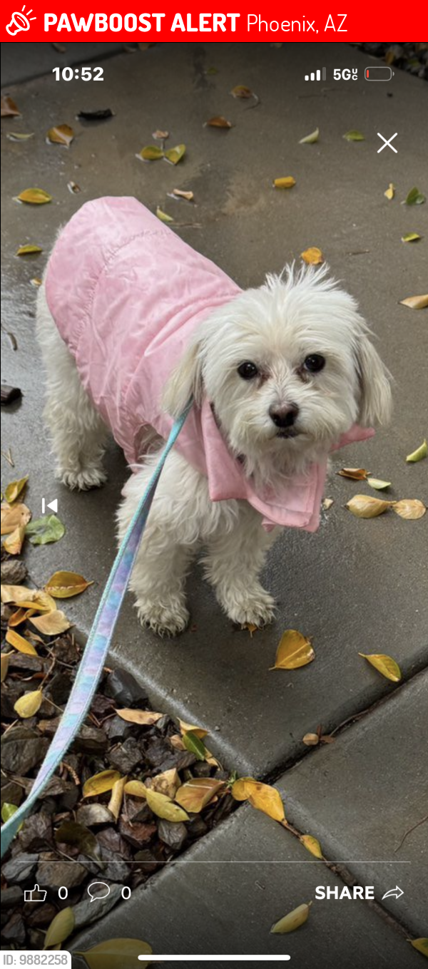 Phoenix, AZ Lost Female Dog, Gemma Is Missing | PawBoost