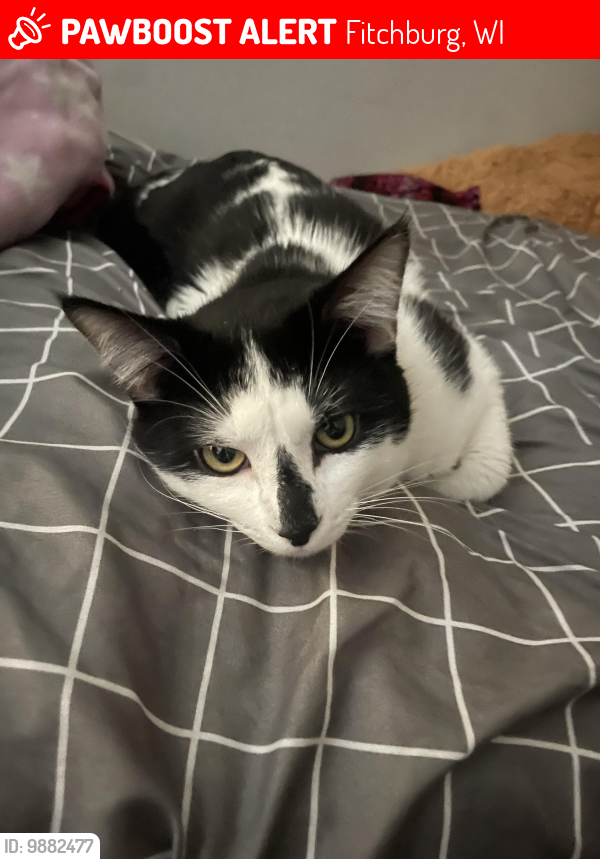 Fitchburg, WI Lost Male Cat, Michie Is Missing | PawBoost