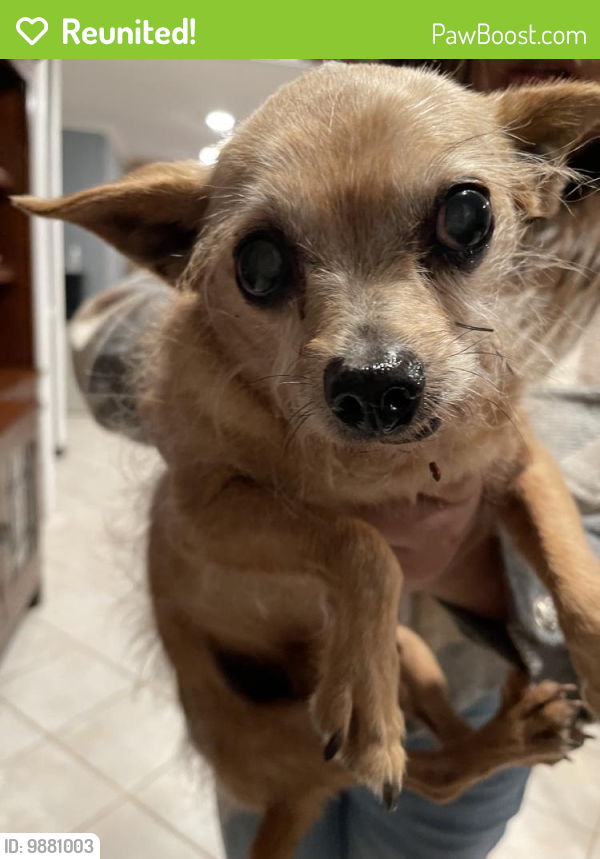 Reunited Male Dog in Tyler, TX 75702 (ID: 69881003) | PawBoost