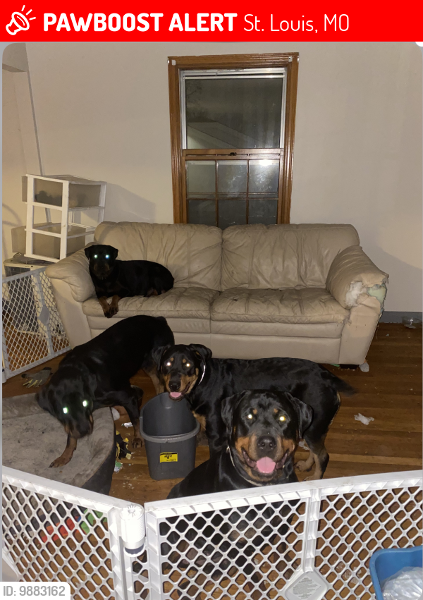 St. Louis, MO Lost Female Dog, Princess Is Missing | PawBoost