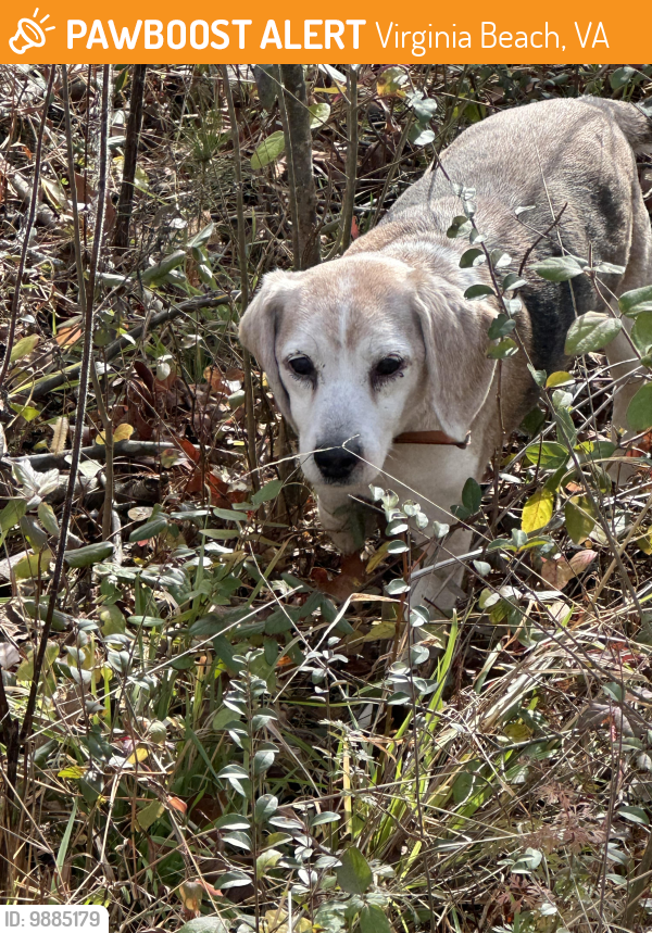 Virginia Beach, VA Stray Female Dog Found Near oceana | PawBoost