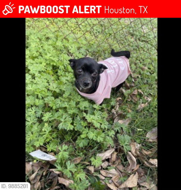 Houston, TX Lost Female Dog, Chloe Is Missing | PawBoost