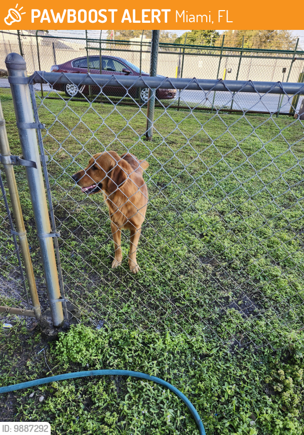Miami, FL Stray Male Dog Found Near 32nd ave 103rd street | PawBoost
