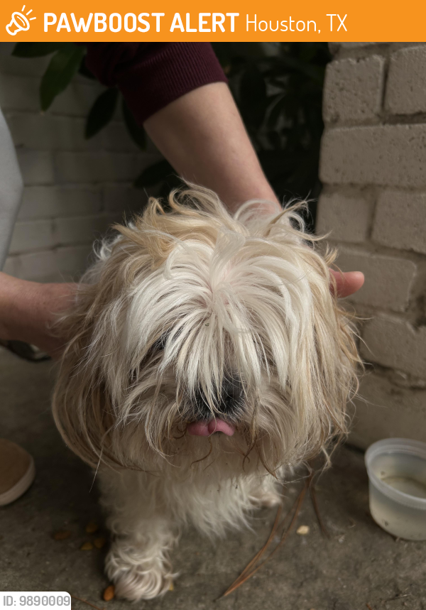 Houston, TX Stray Male Dog Found Near Bonnington Drive Houston Tx | PawBoost