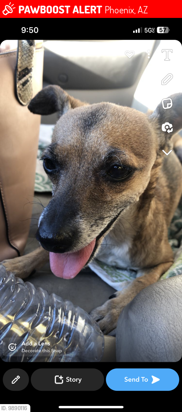 Phoenix, AZ Lost Female Dog, Roxie Is Missing | PawBoost