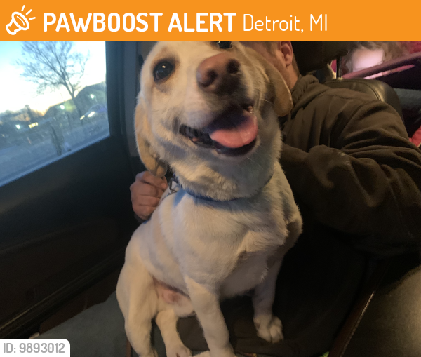 Detroit, MI Stray Male Dog Found Near Red st and Tacoma st | PawBoost