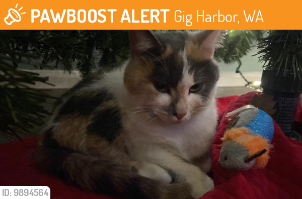 Gig Harbor, WA Stray Female Cat Found Near Burnham Dr NW | PawBoost