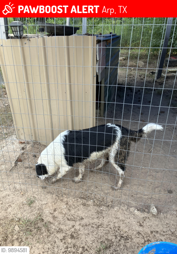 Deceased Male Dog in Arp, TX 75750 (ID: 69894581) | PawBoost