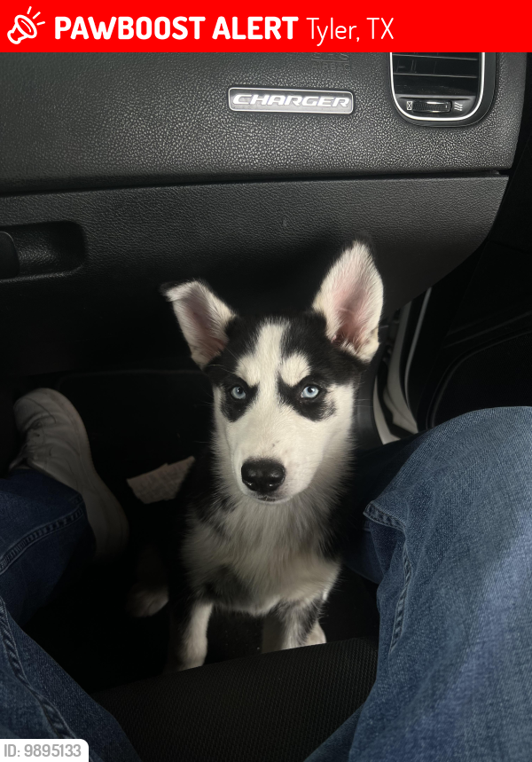 Tyler, TX Lost Female Dog, Chloe Is Missing | PawBoost