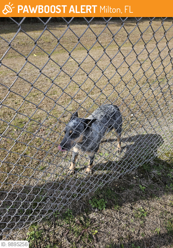 Milton, FL Stray Male Dog Found Near East Milton | PawBoost