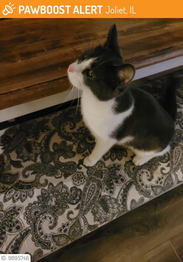 Joliet, IL Stray Cat Found Near Raynor ave | PawBoost