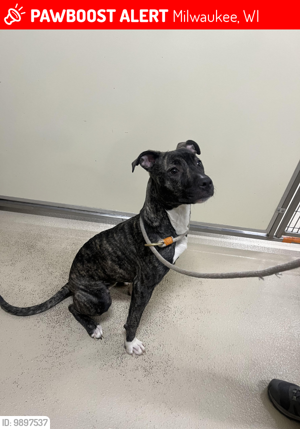 Milwaukee, WI Lost Female Dog, Marbles Is Missing | PawBoost
