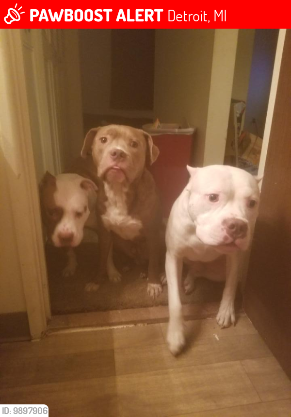 Detroit, MI Lost Male Dog, Chops And Tank Is Missing | PawBoost