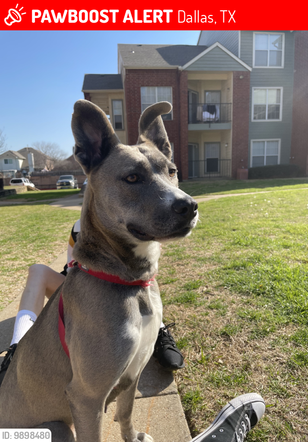Dallas, TX Lost Female Dog, Nova Is Missing | PawBoost