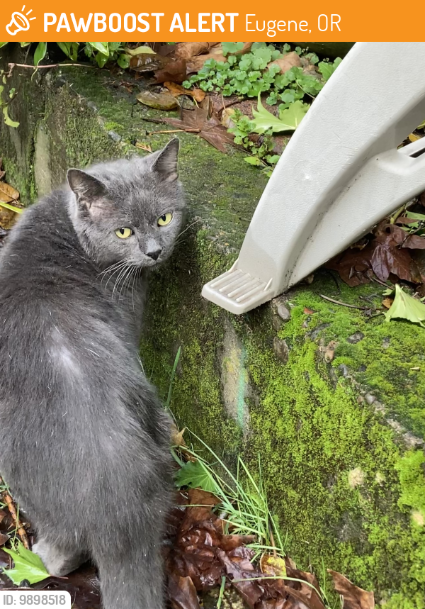 Eugene, OR Stray Male Cat Found Near E 3rd and High | PawBoost