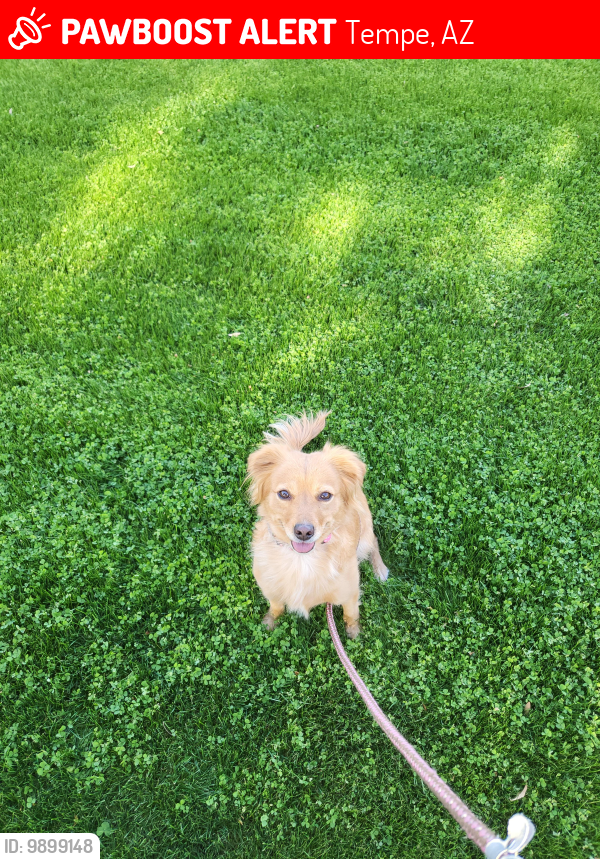 Tempe, AZ Lost Female Dog, El Pato Is Missing | PawBoost