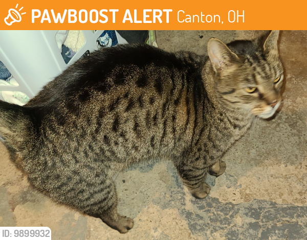 Canton, OH Stray Male Cat Found Near Milk n Honey | PawBoost