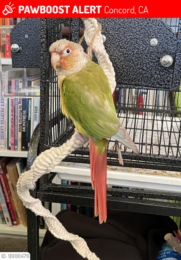 Concord, CA Lost Bird, Tequila Is Missing | PawBoost
