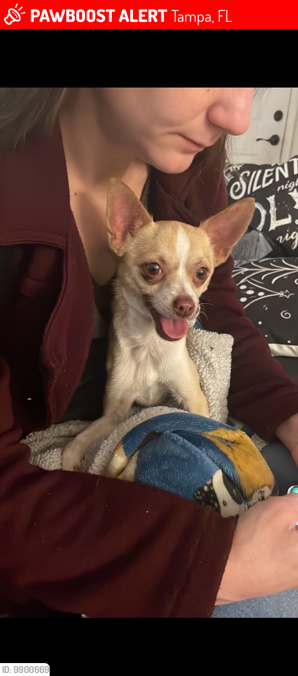 Tampa, FL Lost Male Dog, Taco Is Missing | PawBoost