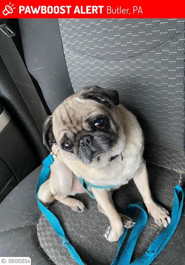 Butler, PA Lost Female Dog, Lexi Is Missing | PawBoost