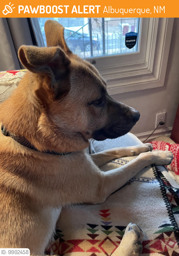 Albuquerque, NM Stray Male Dog Found Near Avenida Cesar Chavez & 25 ...