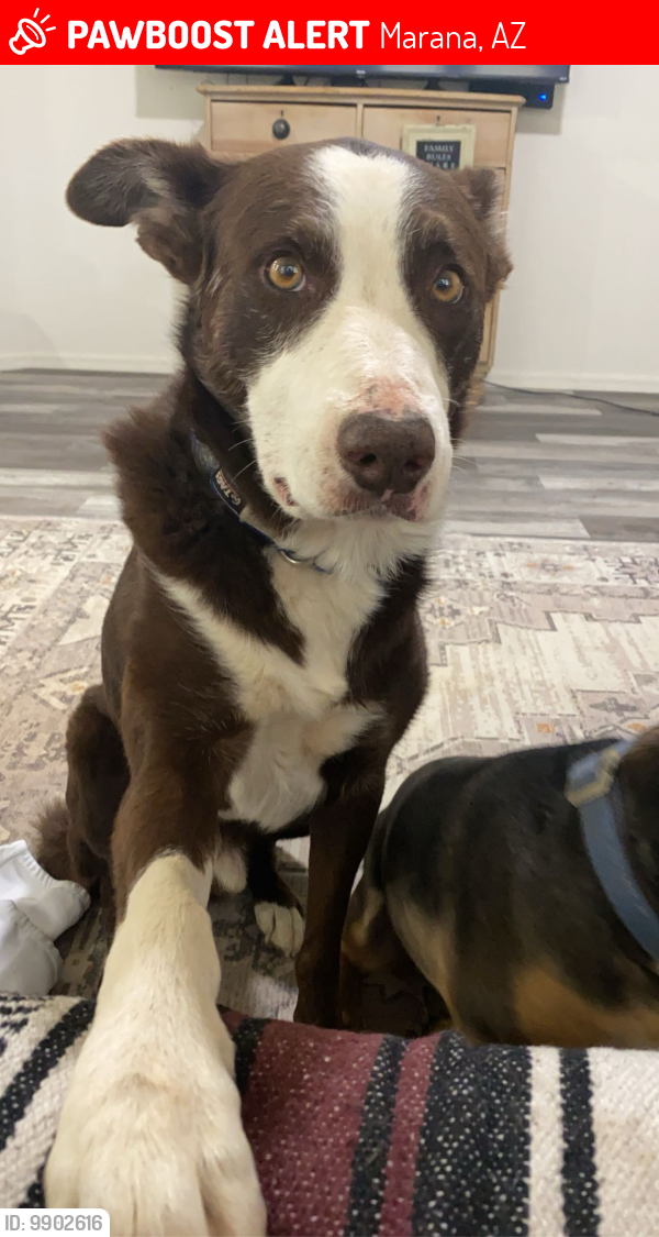 Marana, AZ Lost Male Dog, Sid Is Missing | PawBoost