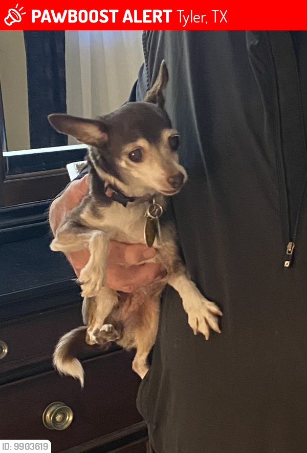 Tyler, TX Lost Female Dog, Candy Is Missing | PawBoost