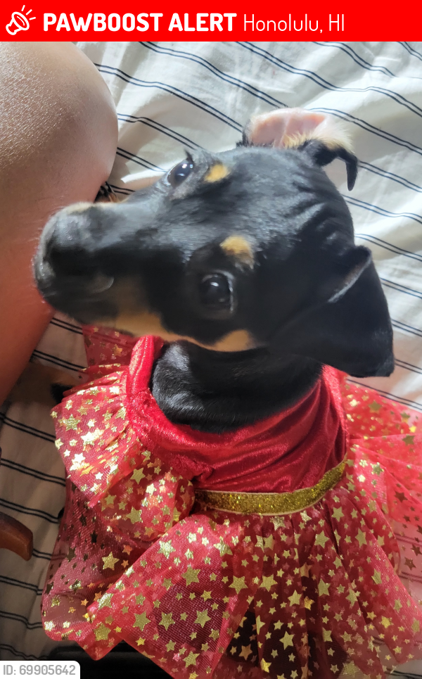 Honolulu, HI Lost Female Dog, Penelope Is Missing | PawBoost
