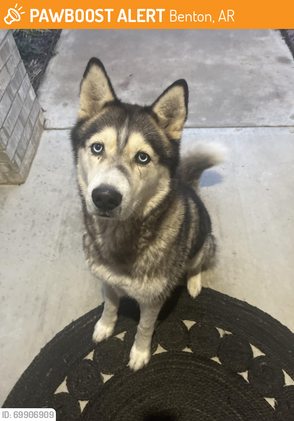 Benton, AR Stray Male Dog Found Near fairplay road | PawBoost