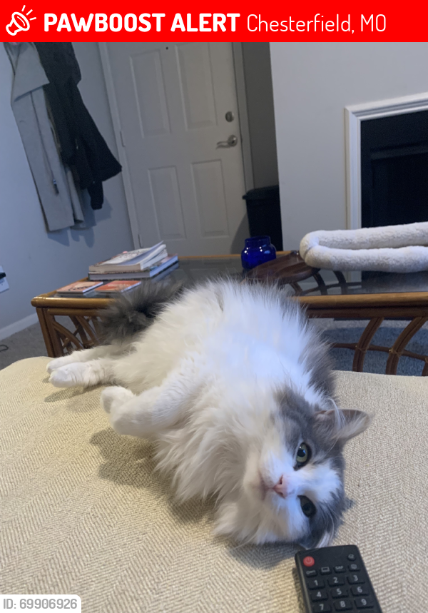 Chesterfield, MO Lost Female Cat, Miss Marple Is Missing | PawBoost