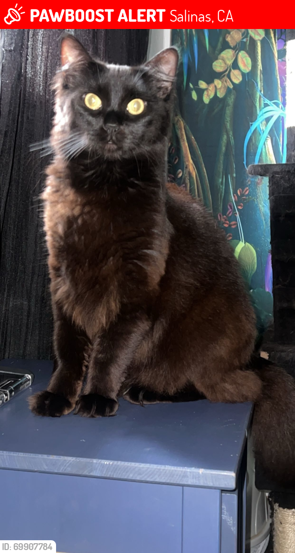 Salinas, CA Lost Male Cat, Casmo Is Missing | PawBoost