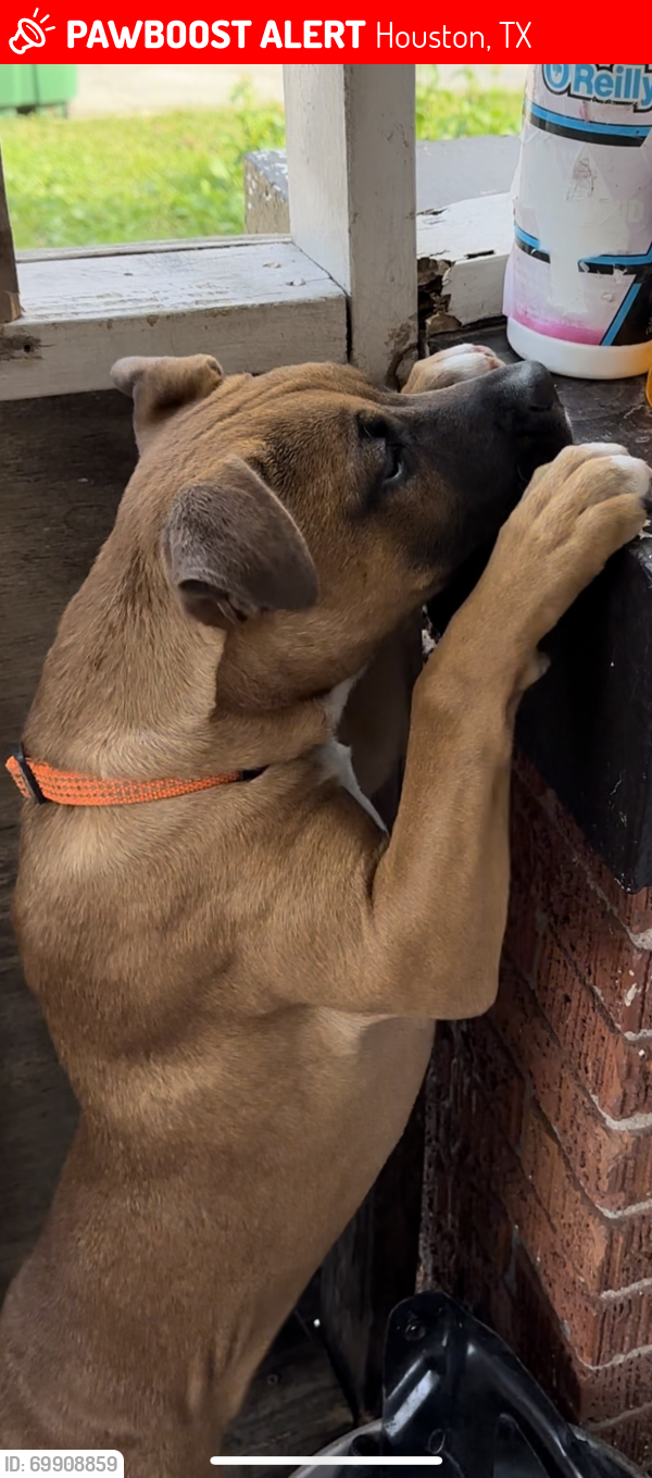 Houston, TX Lost Female Dog, Popis Is Missing | PawBoost