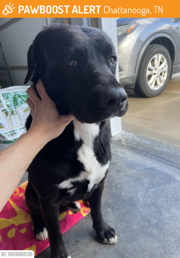 Chattanooga, TN Stray Male Dog Found Near The View at White Oak ...