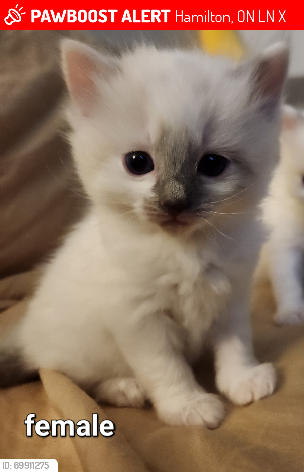 Hamilton, ON Lost Female Cat, Kitten Is Missing | PawBoost