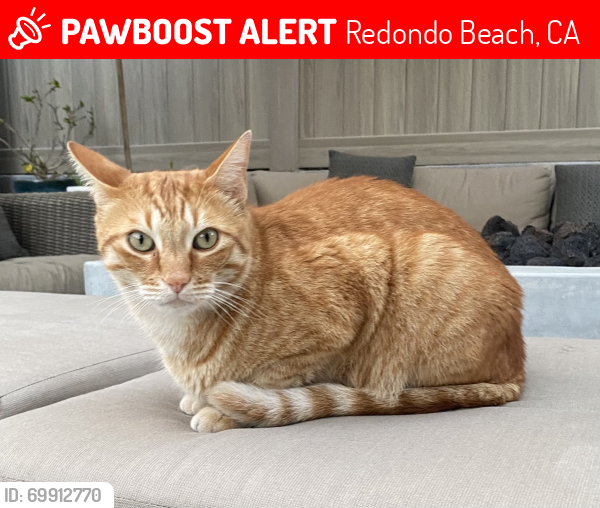 Redondo Beach, CA Lost Male Cat, Cheeto Is Missing | PawBoost