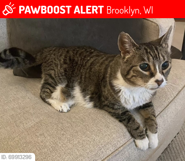 Brooklyn, WI Lost Female Cat, Gracie Is Missing | PawBoost