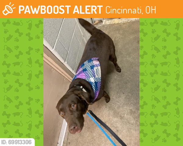 Cincinnati, OH Stray Female Dog Found Near Near Fresno Rd | PawBoost