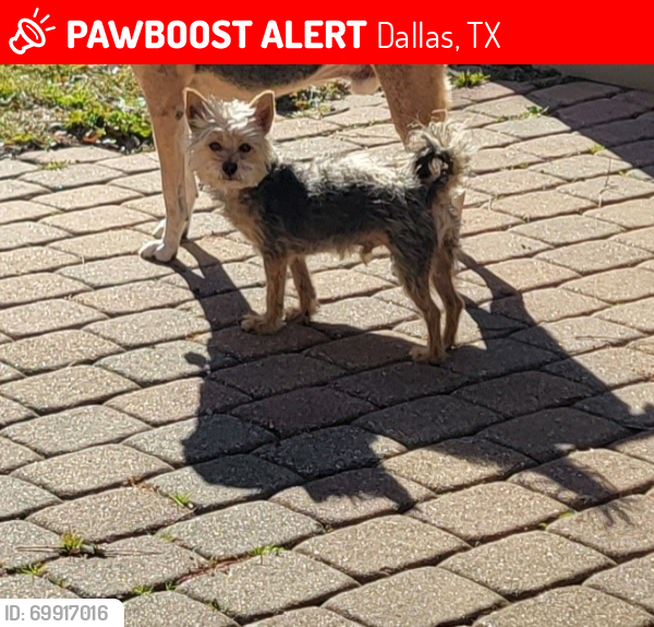 Dallas, TX Lost Male Dog, Rolly Is Missing | PawBoost