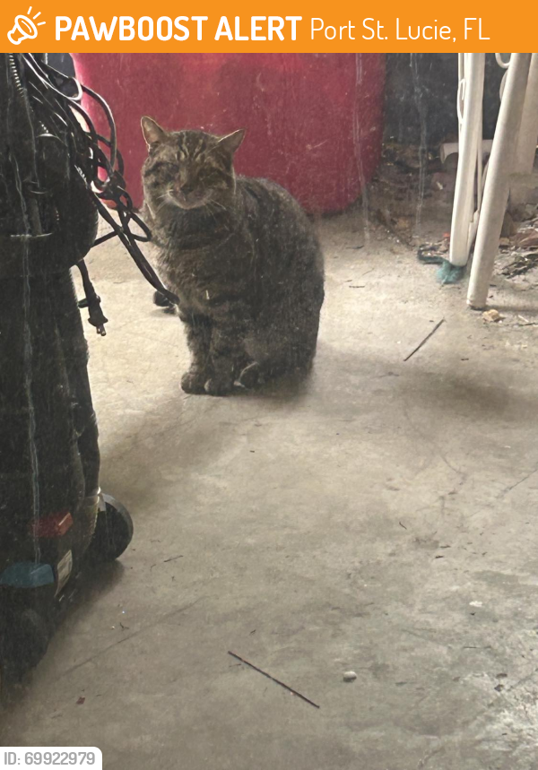 Port St. Lucie, FL Stray Cat Found Near Near se cascella ct psl 34952 ...