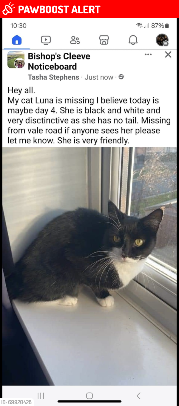 Bishops Cleeve, England Lost Female Cat, Luna Is Missing | PawBoost