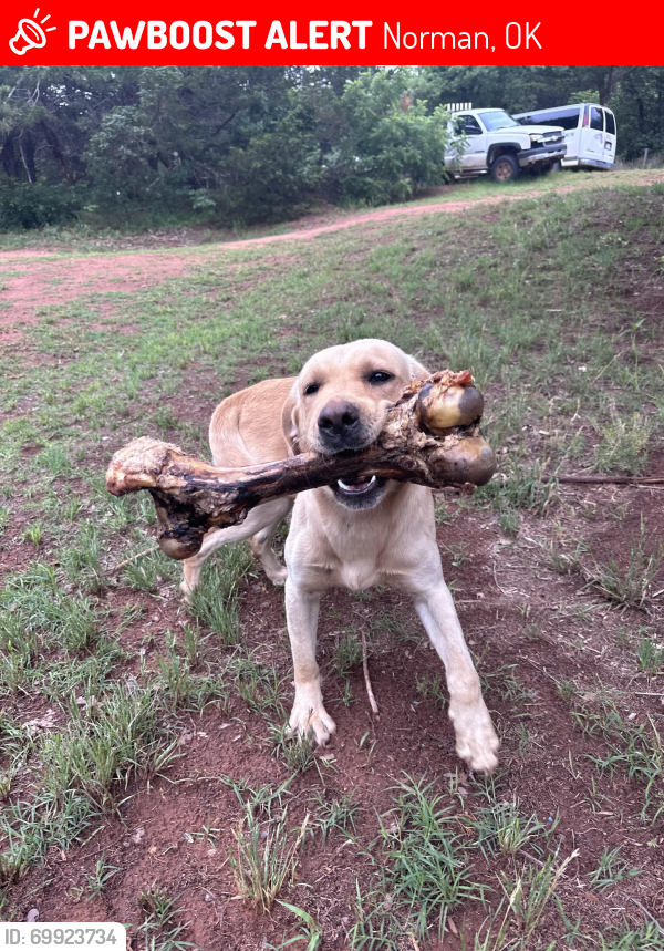 Norman, OK Lost Male Dog, Max Is Missing | PawBoost
