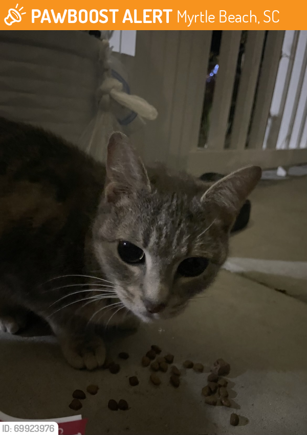 Myrtle Beach, SC Stray Female Cat Found Near Bellegrove preserve | PawBoost